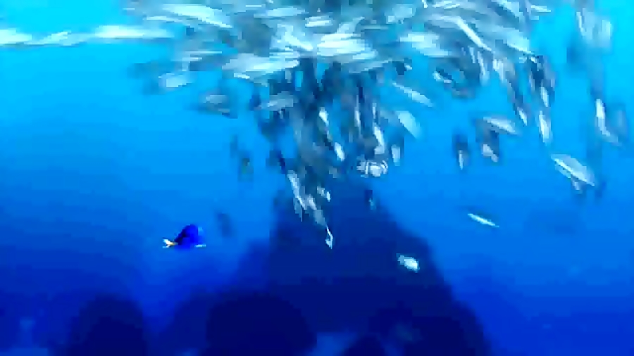 انیمیشن Finding Nemo 2003 | دوبله فارسی | پارت #10