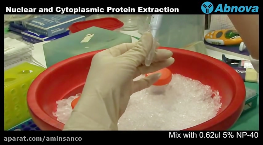 Nuclear and Cytoplasmic Protein Extraction