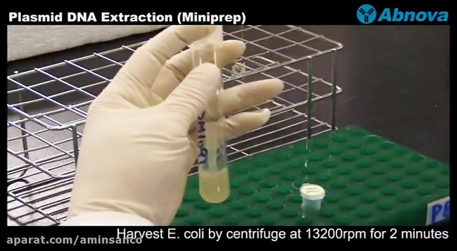 Plasmid DNA Extraction Miniprep