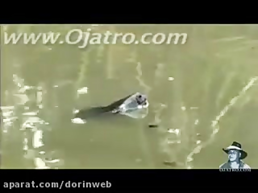 Python vs Alligator 01 -- Real Fight -- Python attacks Alligator