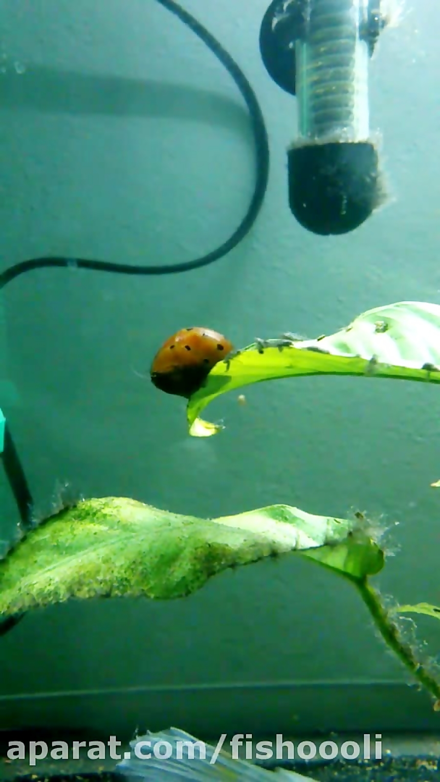 Nerite snail cleans up the algae on anubias leaves.