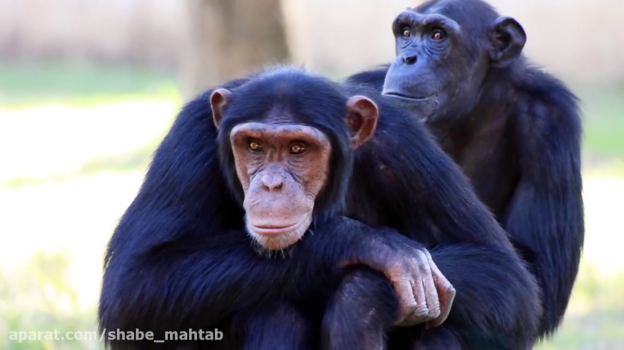 10 Kids Who Were Raised By Wild Animals